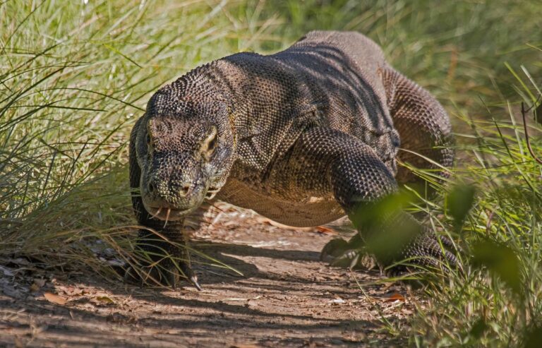 Dumbest Animals In The World: Humans Are Animals, Too!