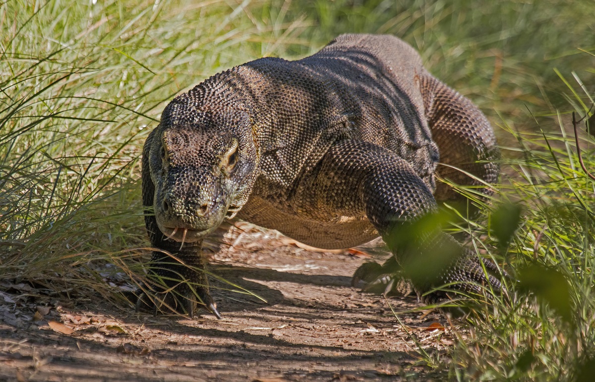 Dumbest Animals In The World: Humans Are Animals, Too!