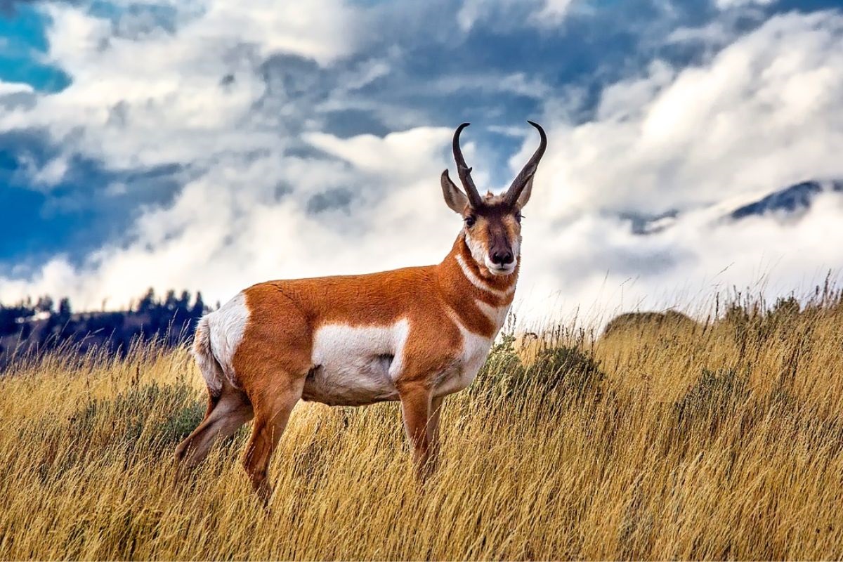 Fastest Animals In The World With Blazing Speeds - Tededer.com