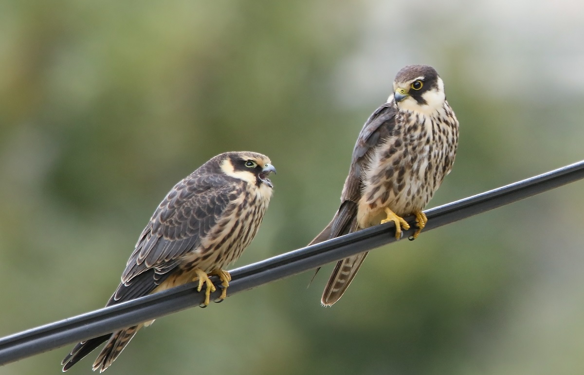 Fastest Animals In The World With Blazing Speeds - Tededer.com