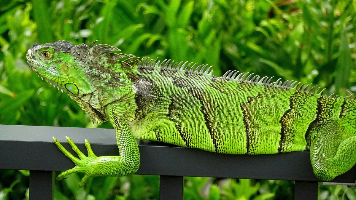 Fastest Animals In The World With Blazing Speeds - Tededer.com
