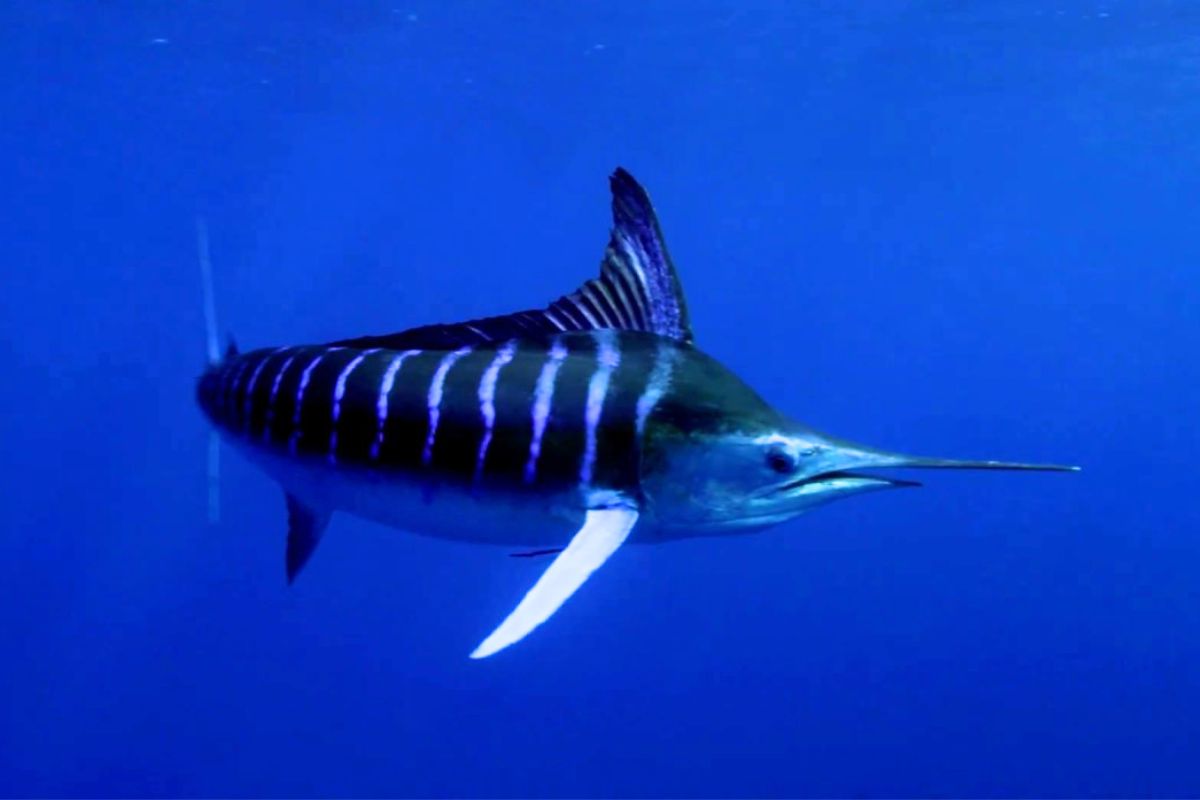 Fastest Animals In The World With Blazing Speeds - Tededer.com