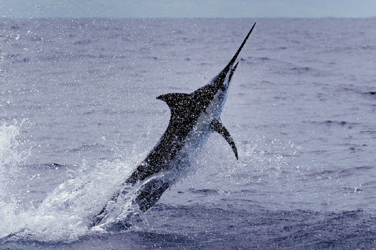 Fastest Animals In The World With Blazing Speeds - Tededer.com