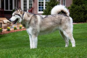 16 Most Muscular Dog Breeds With Power & Majesty
