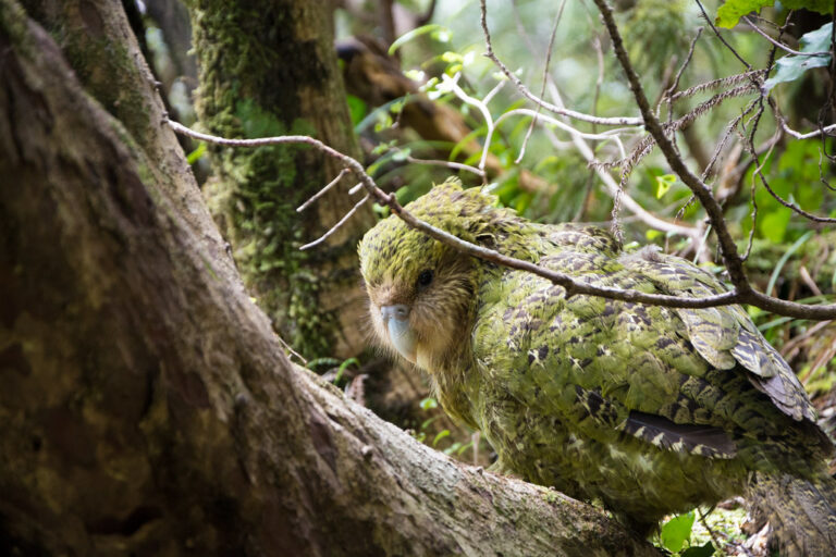 Dumbest Animals In The World: Humans Are Animals, Too!