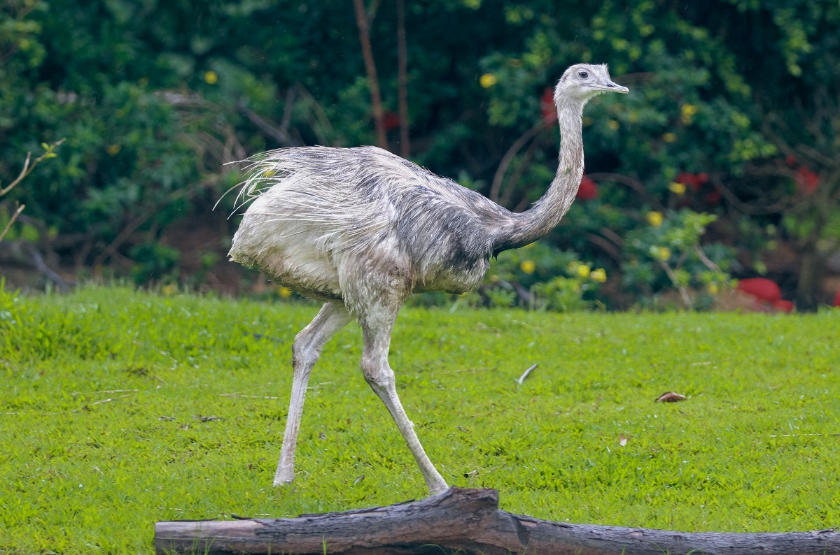 7 Birds That Lays The Largest Eggs