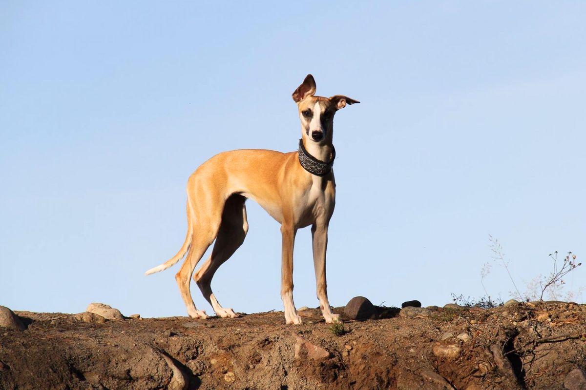 Italian Greyhound Vs. Whippet - What’s The Difference? - Avesei.com