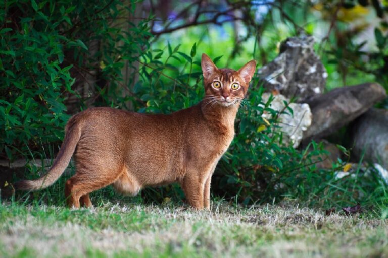 15 Short-Haired Cat Breeds - Less Brushing, More Cuddling!