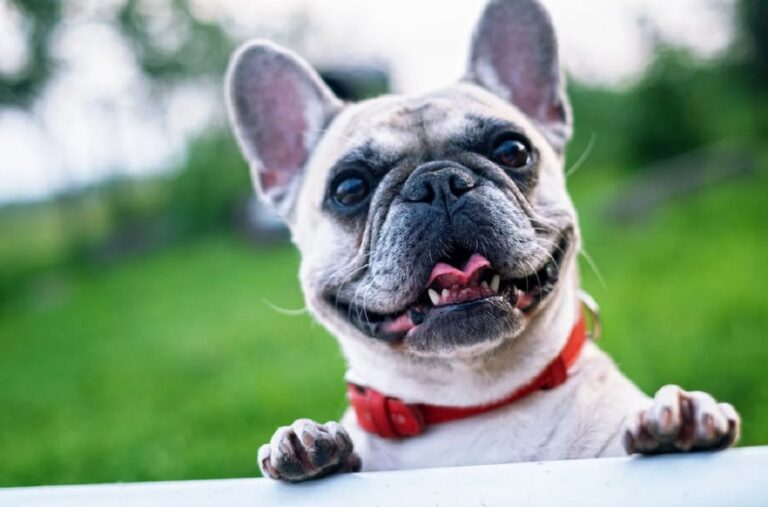 17 Most Affectionate Dog Breeds Known For Their Cuddles