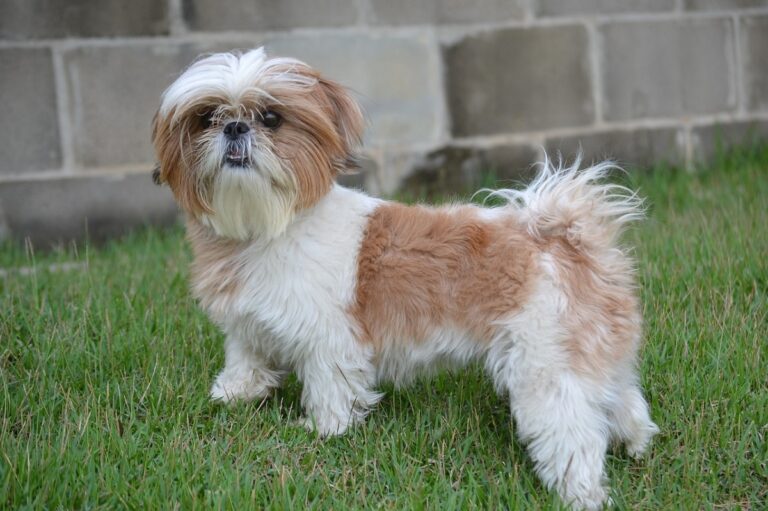 8 Types Of Shih Tzu Breeds - All You Need To Know!