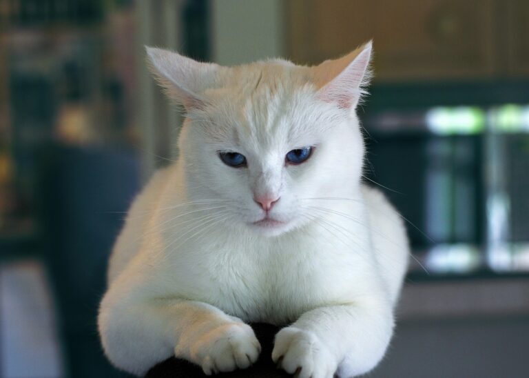 15 Short-Haired Cat Breeds - Less Brushing, More Cuddling!