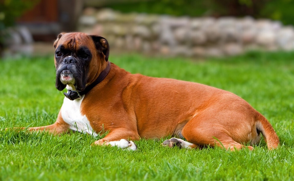Are Boxers Good Guard Dogs? Truth Behind Them - Tededer.com