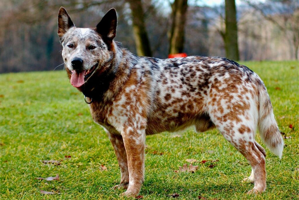 Top 10 Smartest Dog Breeds In The World Tededer