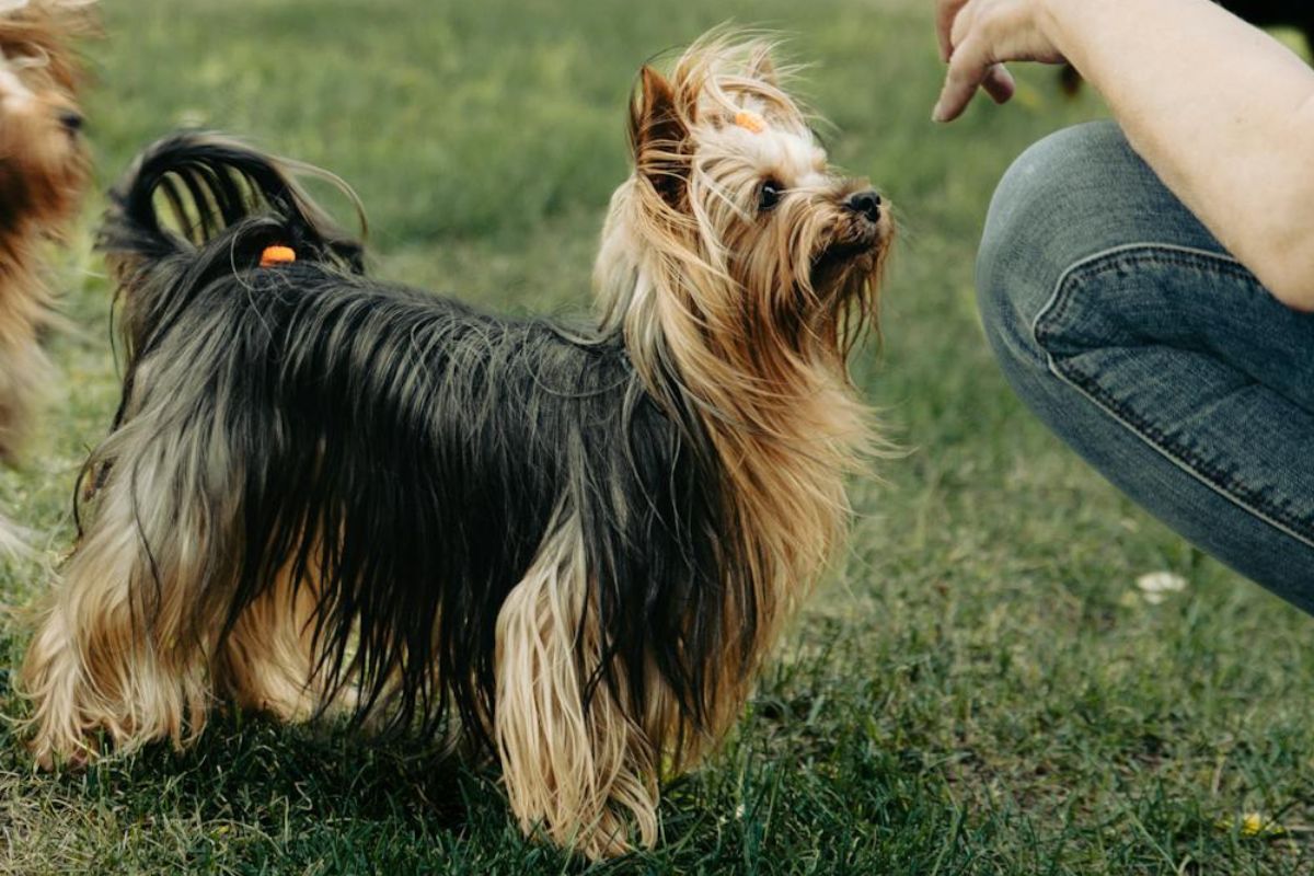 15 Healthiest Small Dog Breeds For Your Family