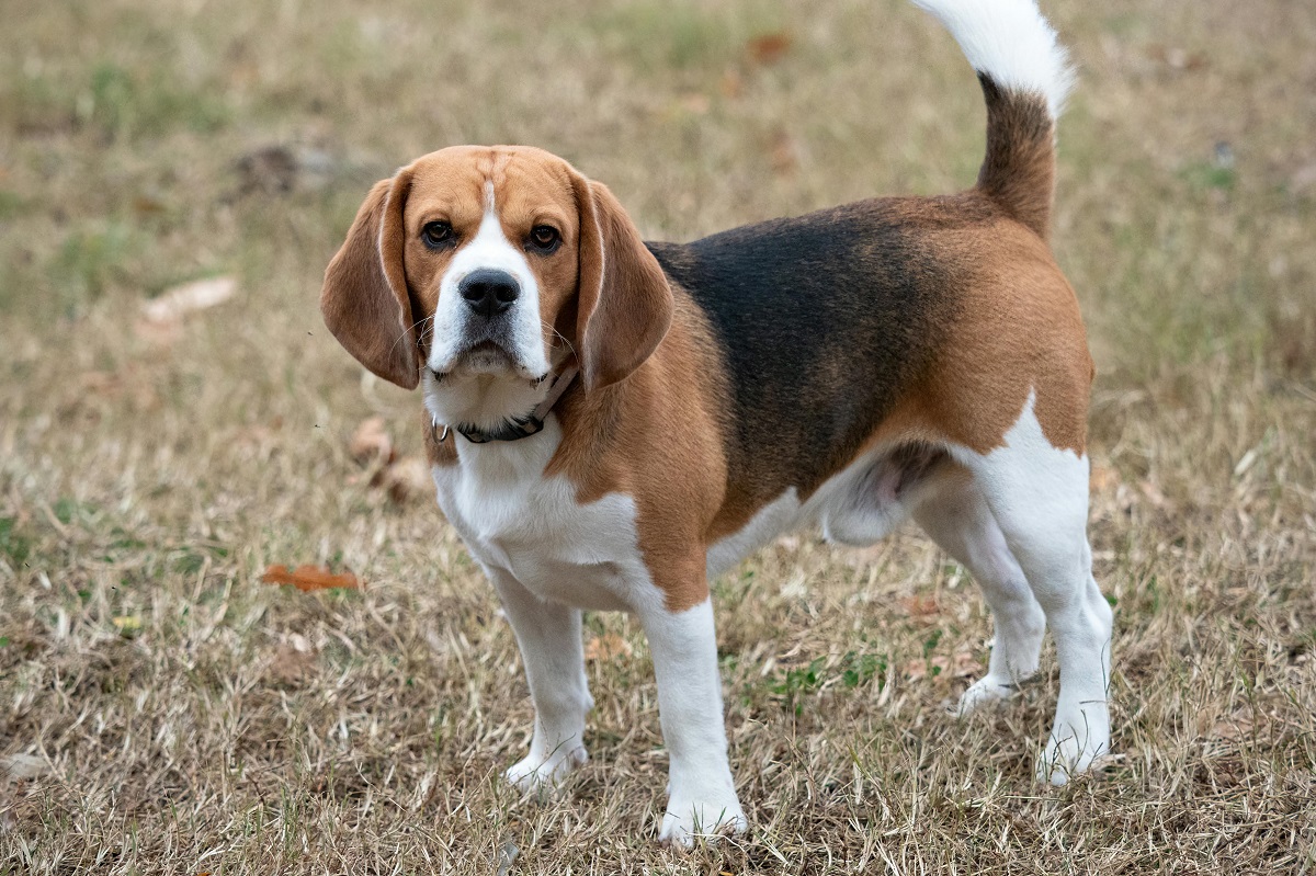 11 Dog Breeds With Floppy Ears
