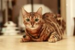 15 Short-Haired Cat Breeds - Less Brushing, More Cuddling!