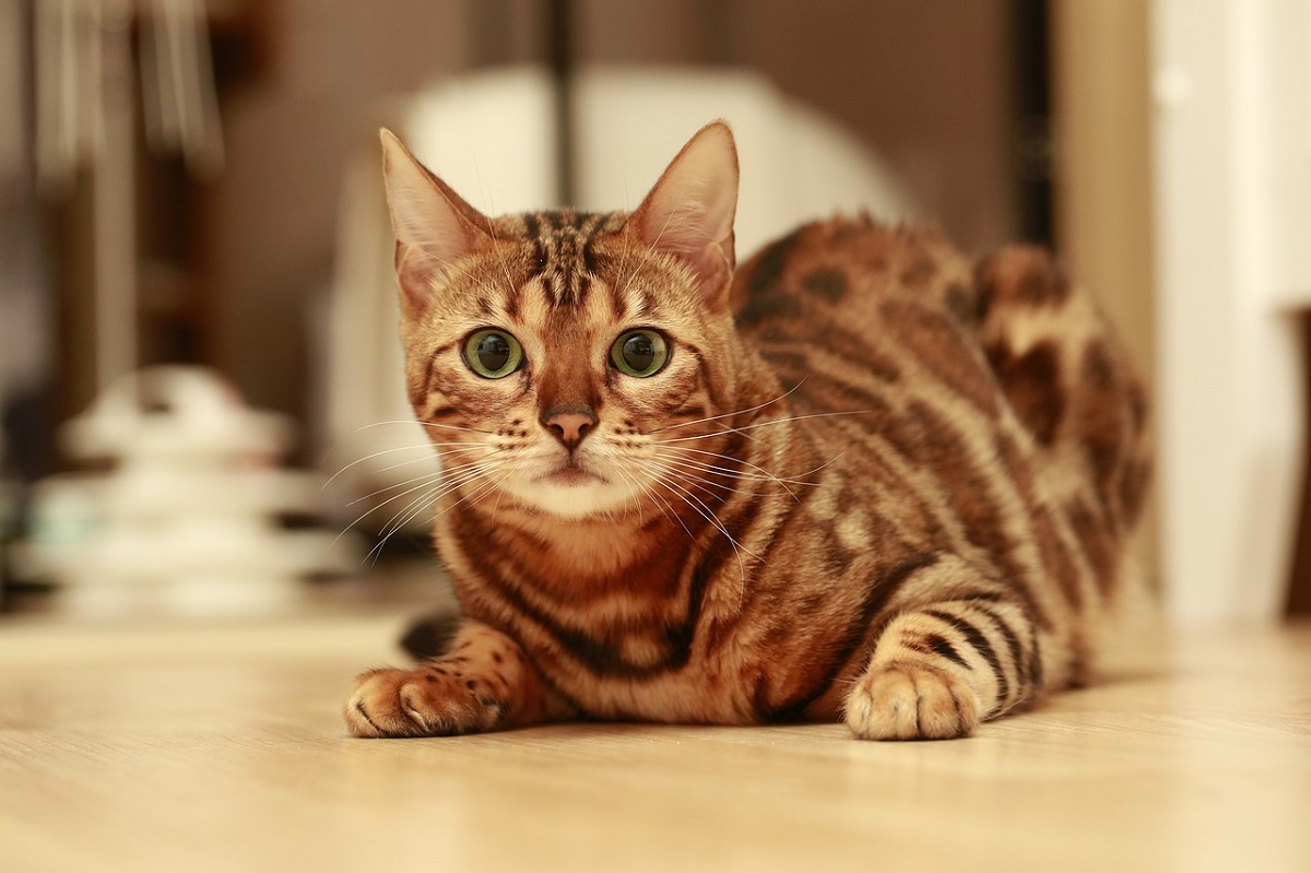 15 Short-Haired Cat Breeds - Less Brushing, More Cuddling!