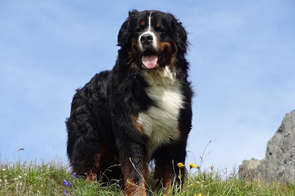 9 Best Farm Dog Breeds For Herding And Protection - Ethawi.com