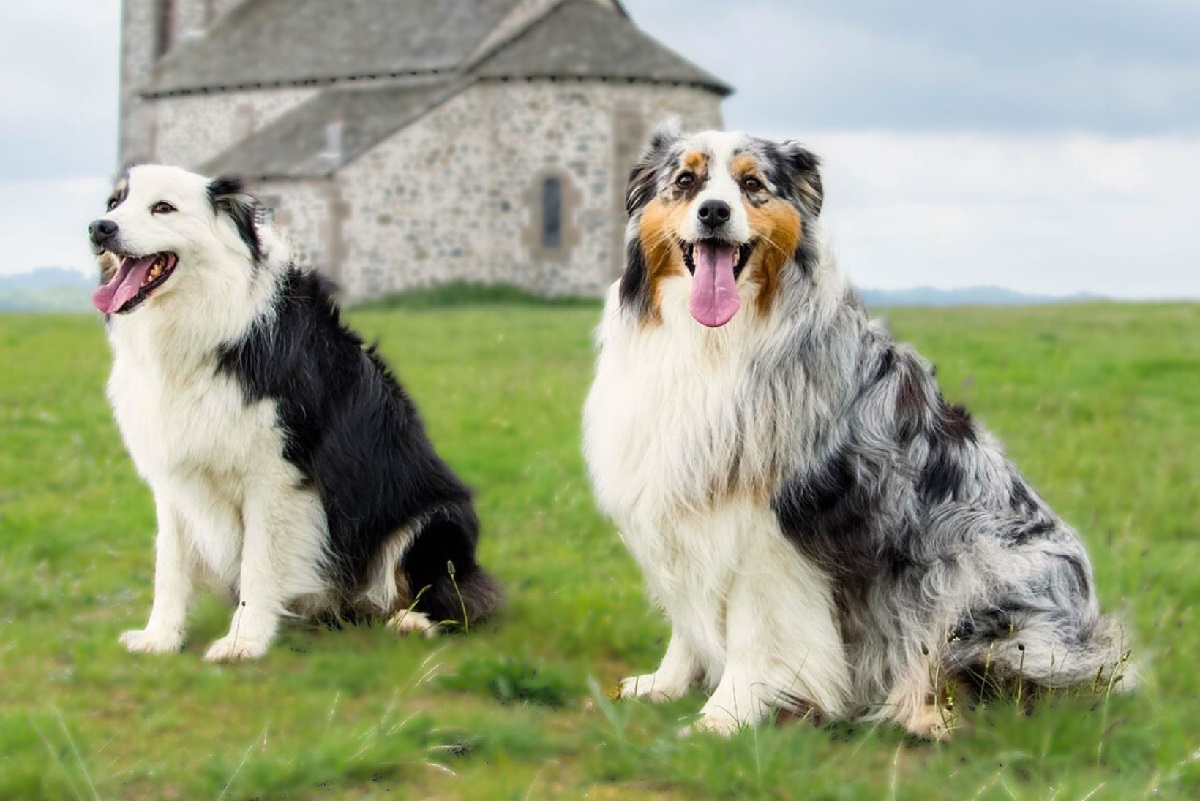 9 Best Farm Dog Breeds For Herding And Protection