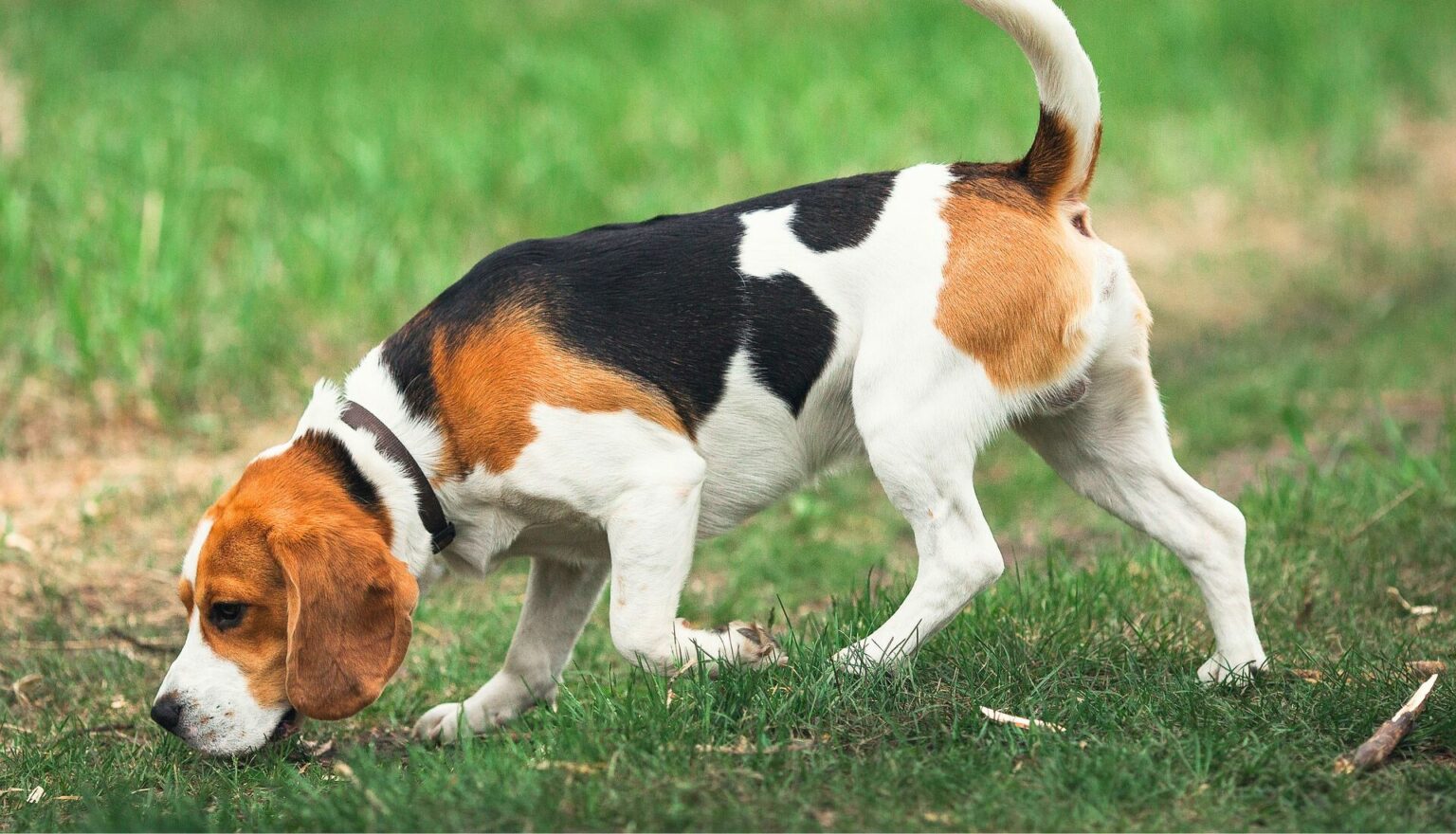 9 Best Tracking Dogs With Best Sense Of Smell