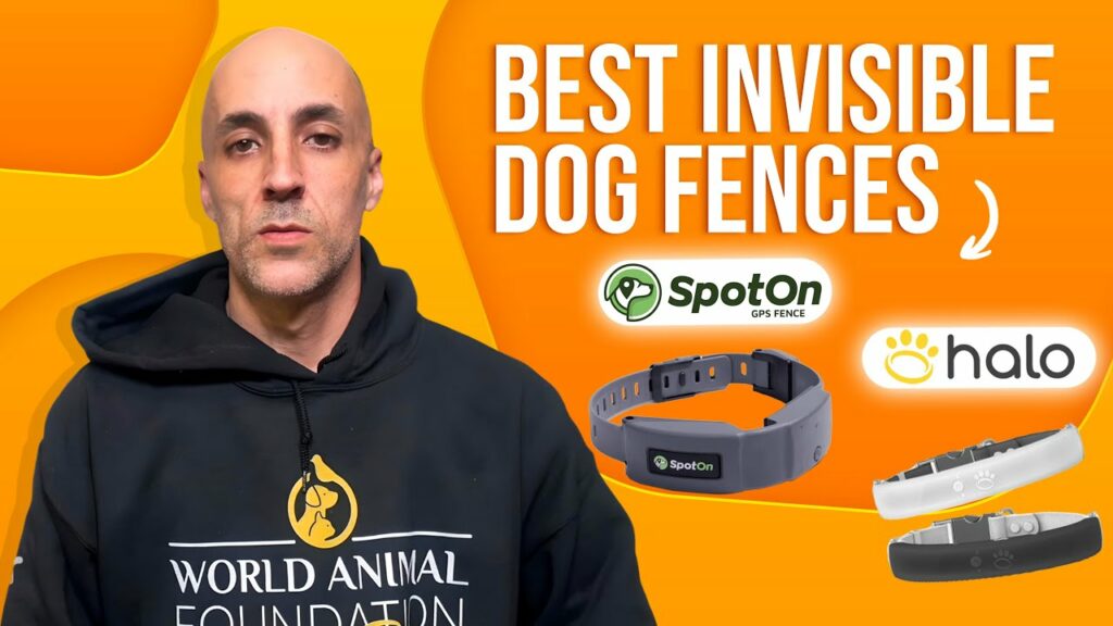 5 Best Invisible Dog Fences Of 2024 - Tested And Reviewed