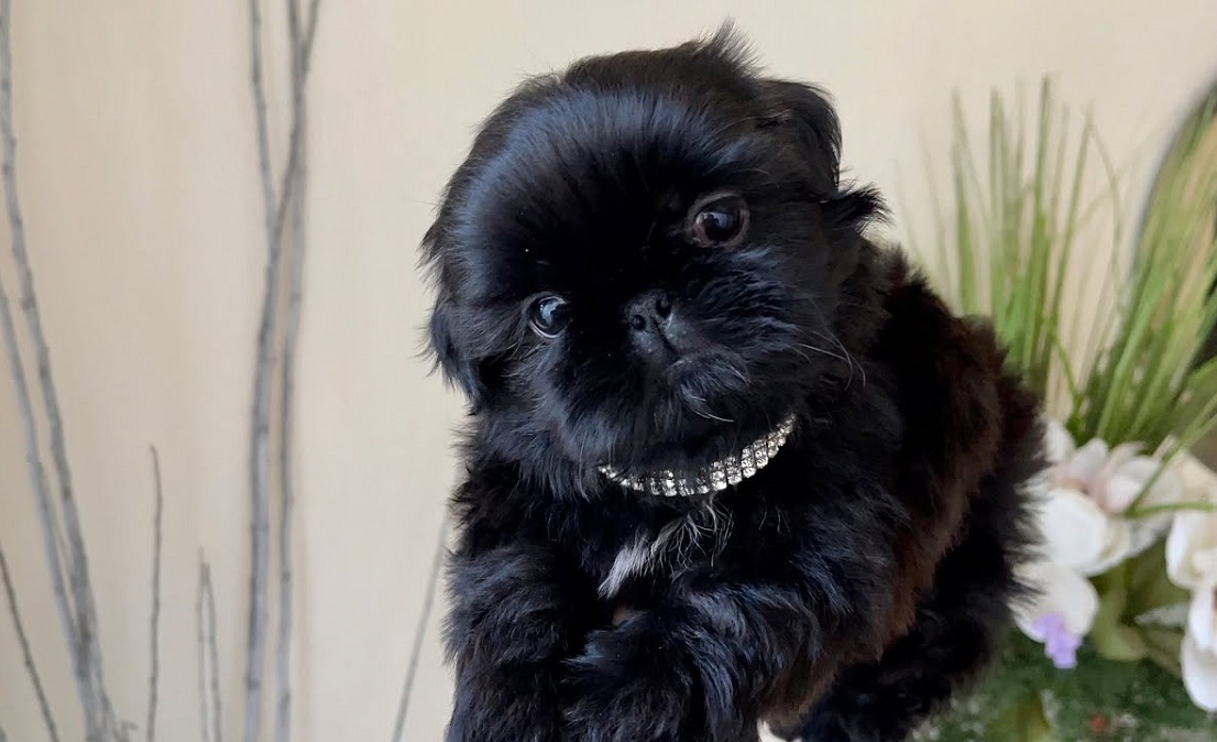 Different Types Of Shih Tzu Breeds at Jake Spragg blog