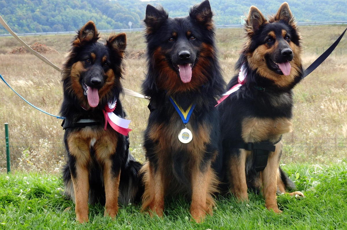 11 Dog Breeds That Look Like German Shepherds