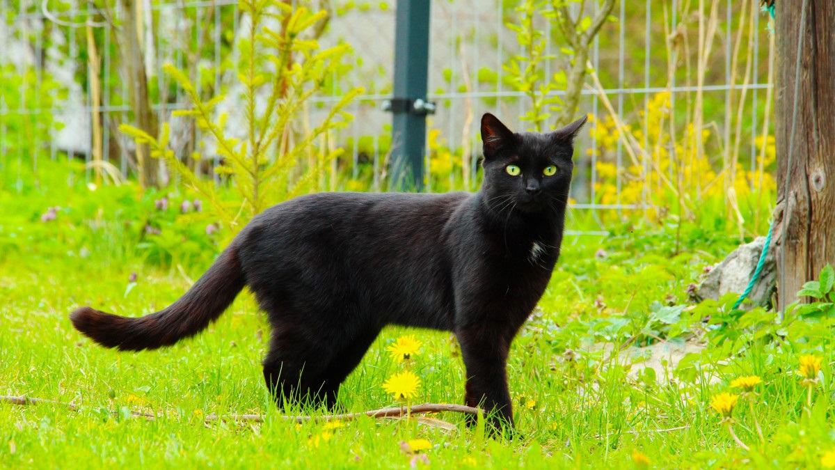 15 Short-Haired Cat Breeds - Less Brushing, More Cuddling!