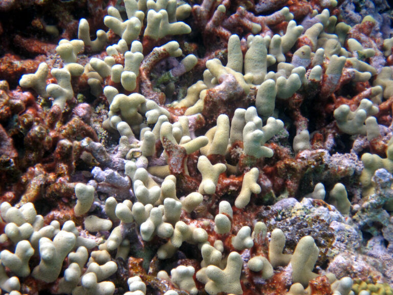 12 Different Types Of Coral - Tededer.com