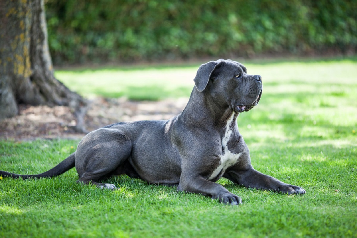 9 Biggest Guard Dog Breeds On Earth - Tededer.com