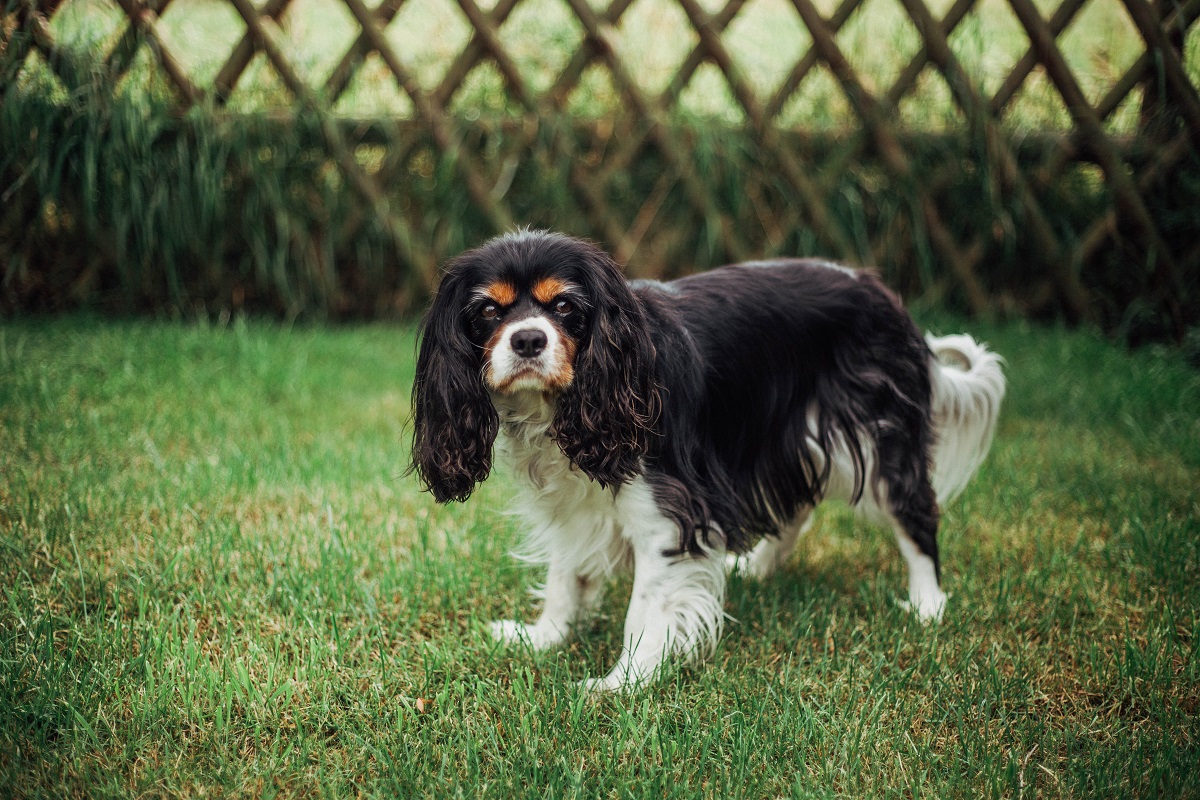 11 Dog Breeds With Floppy Ears