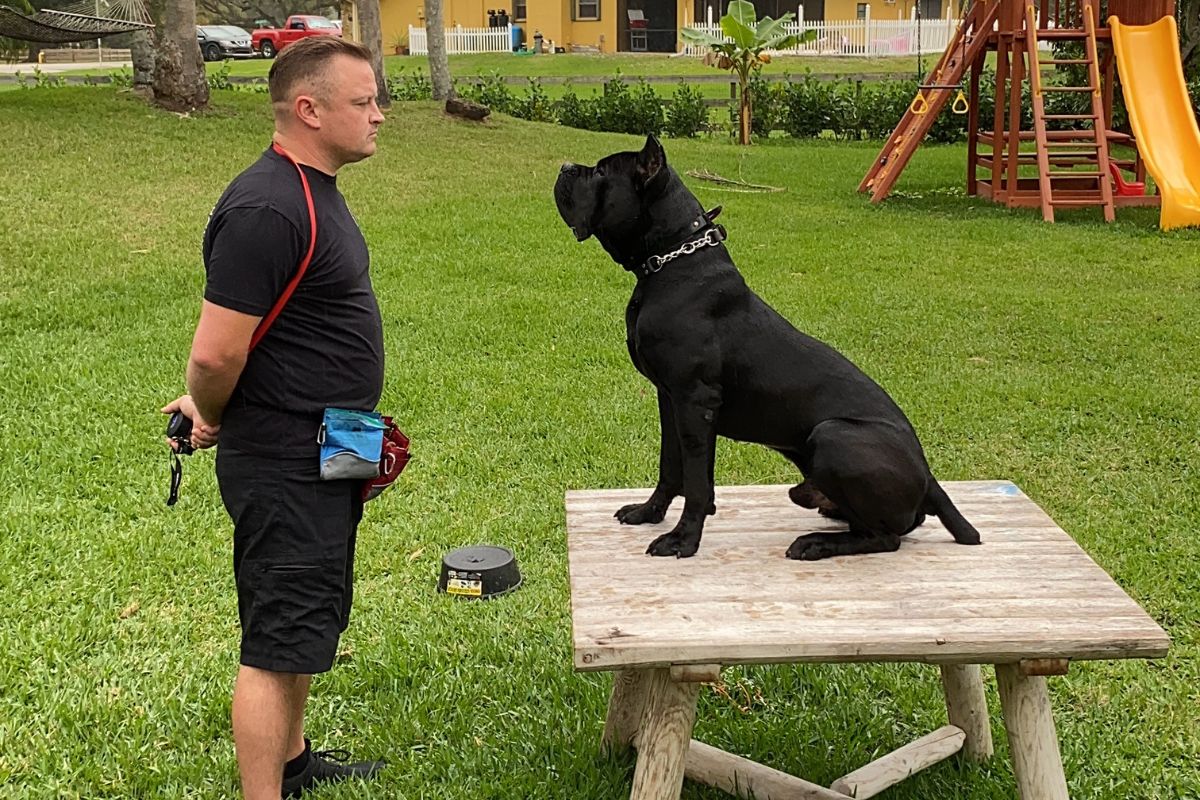 DIYK9 Training Course Review [2024 Updated] - Tededer.com