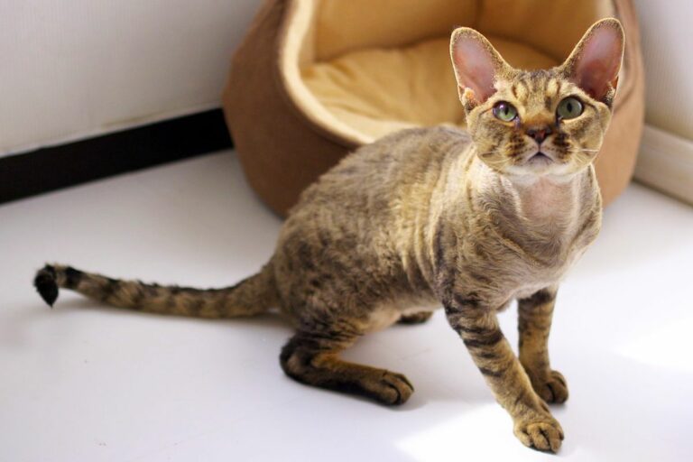 15 Short-Haired Cat Breeds - Less Brushing, More Cuddling!