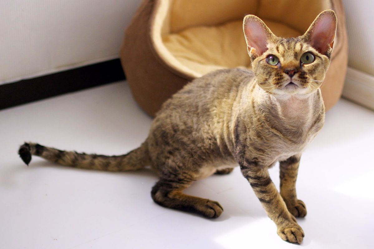 15 Short-Haired Cat Breeds - Less Brushing, More Cuddling!