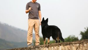 DIYK9 Course Review - [2024 Updated] Legit Or Just A Scam?