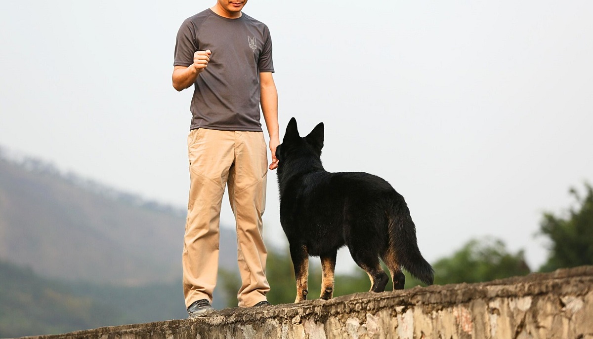 DIYK9 Course Review - [2024 Updated] Legit Or Just A Scam?