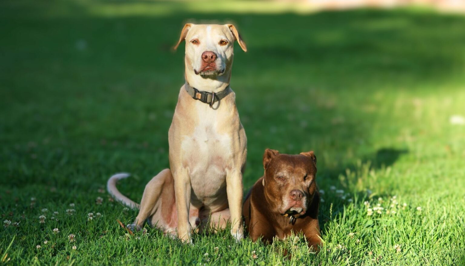 9 Dog Breeds That Look Like Pit Bulls