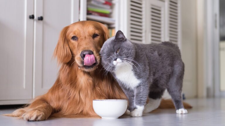 11 Dog Breeds That Are Good With Cats