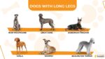 15 Long-Legged Dog Breeds With Big Hearts