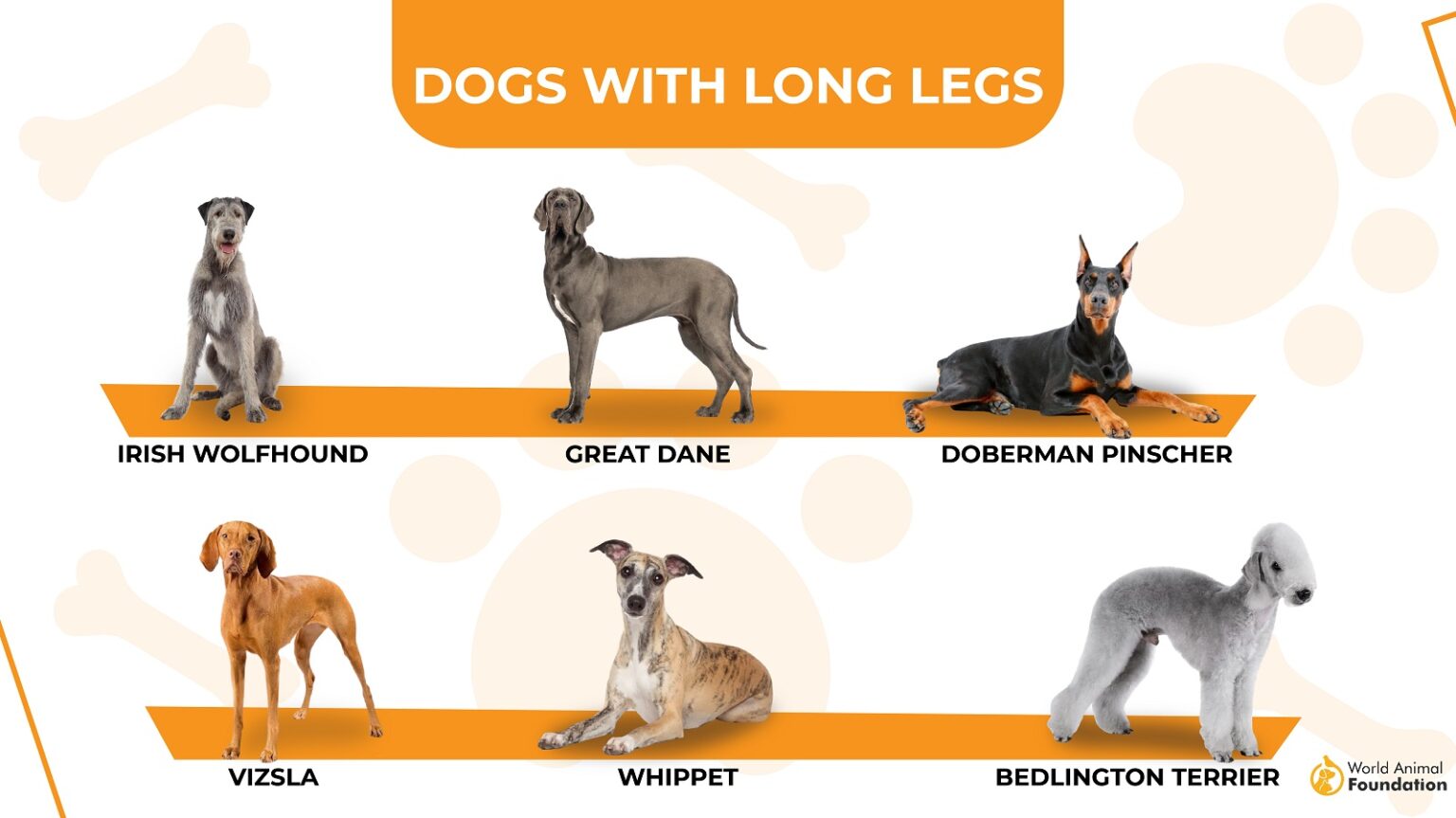 15 Long-Legged Dog Breeds With Big Hearts