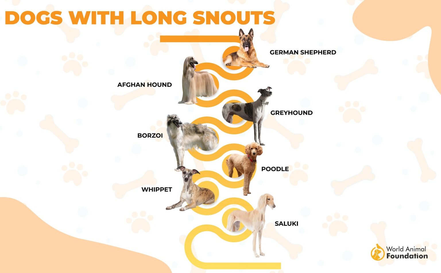 13 Dog Breeds With Long Snouts You'll Love