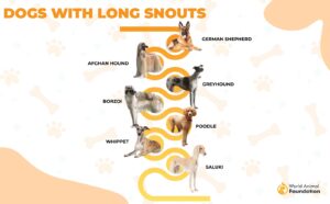 13 Dog Breeds With Long Snouts You'll Love