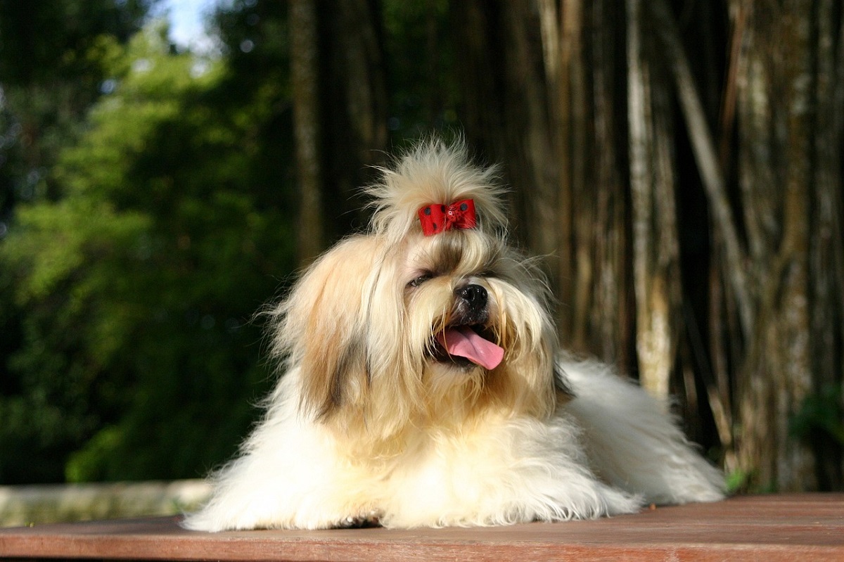 8 Types Of Shih Tzu Breeds - All You Need To Know!