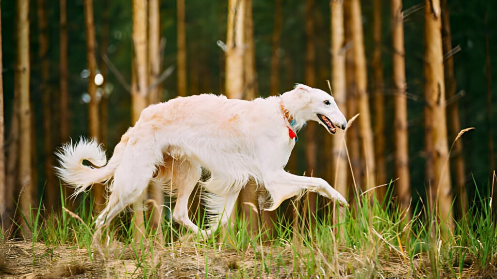 11 Exotic Dog Breeds In The World