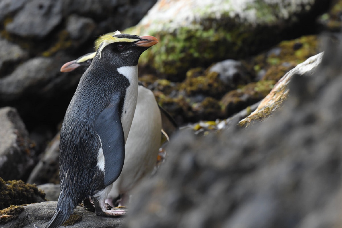 14 Types Of Penguins (With Pictures!) - Tededer.com