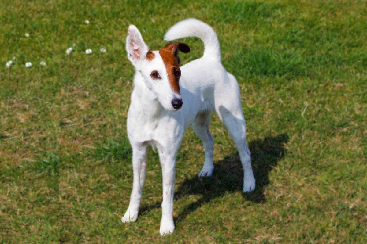 15 Healthiest Small Dog Breeds For Your Family