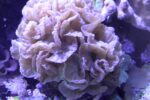 12 Different Types Of Coral - Tededer.com
