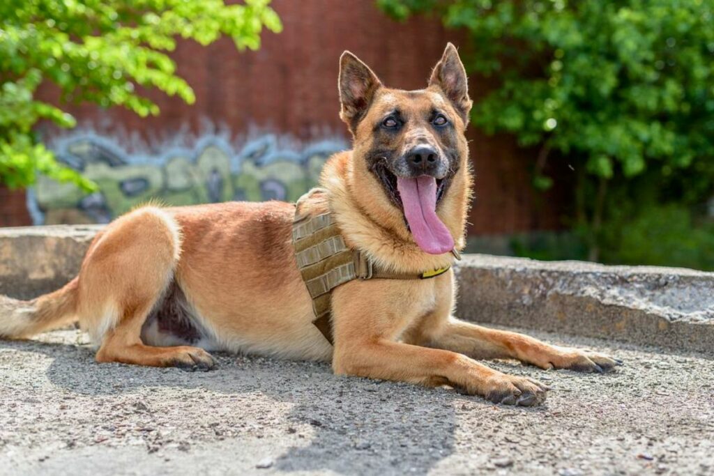 Top 10 Smartest Dog Breeds In The World - Tededer.com