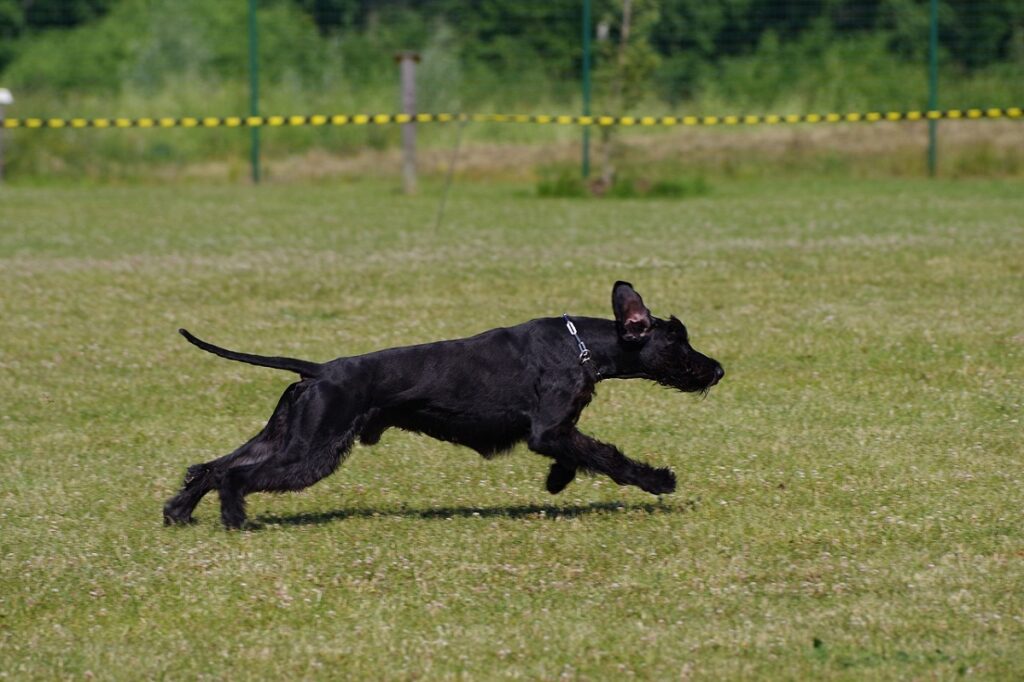 Top 7 Powerful Army Dog Breeds - Tededer.com