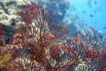 12 Different Types Of Coral - Tededer.com